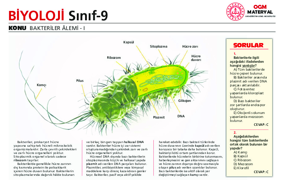 9. Sınıf Biyoloji BAKTERİLER ALEMİ 1 Konu Özeti - Derslig